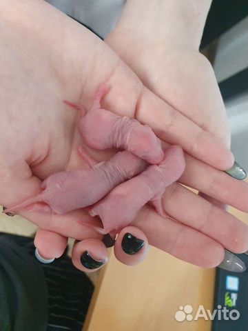 Крысы крысята