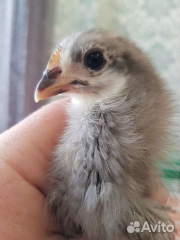 Цыплята доминант 107