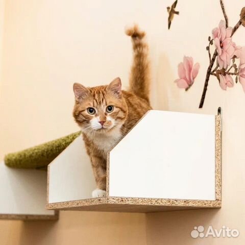 Глухой рыжий Котик Проша в добрые руки