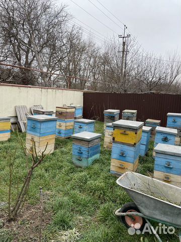Продам пчелосемьи