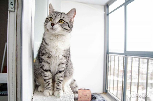 Кошка с необычным окрасом