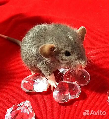 Крысята редких окрасов от ratlove13.85