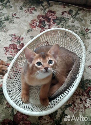 Абиссинская кошка