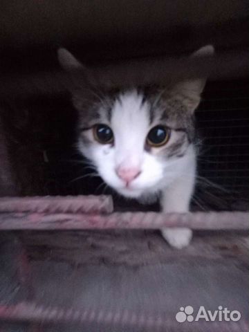 Кричит выкинутый котик ему страшно