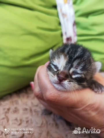 Котята от мамы-крысоловки