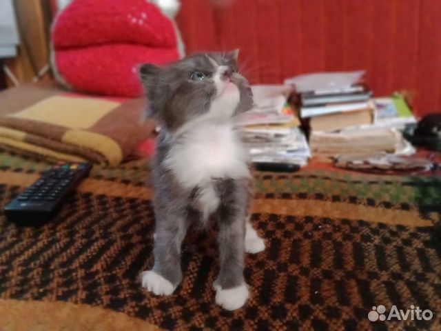 Котёнок 1 месяц