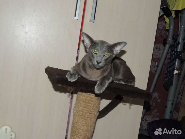 Ориентальный кот на вязку