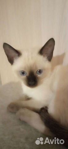 Тайские котята