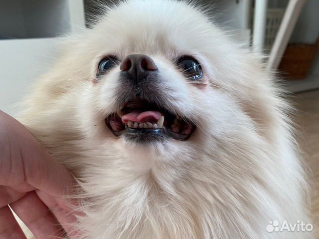 Собака Померанский шпиц