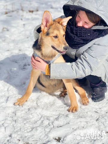 Собака в добрые руки