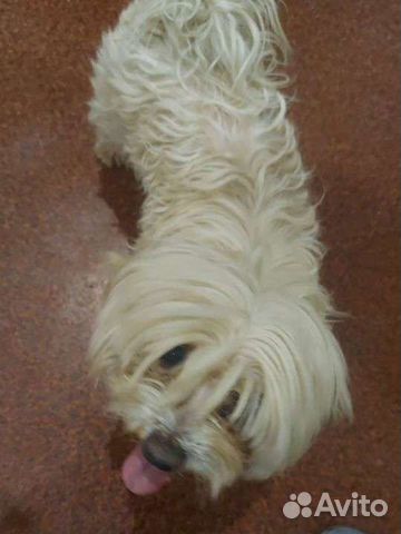 Собака мальтезе