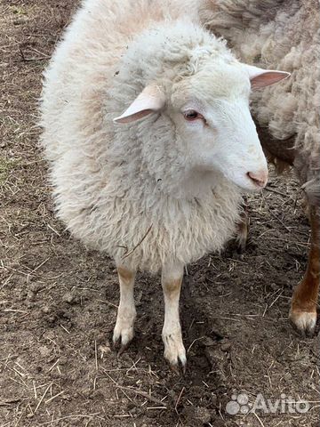 Баран 7 месяцев
