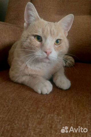 Рыжий котёночек в добрые руки