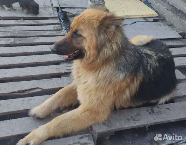 Собаки щенки