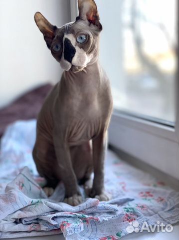 Котята эльфы