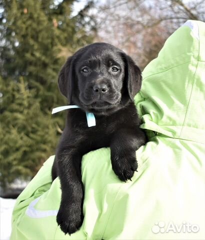 Щенки Лабрадора