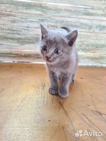 Котята 1 месяц в добрые руки