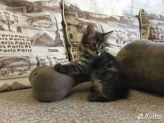 Котёнок курильского бобтейла (мальчик)