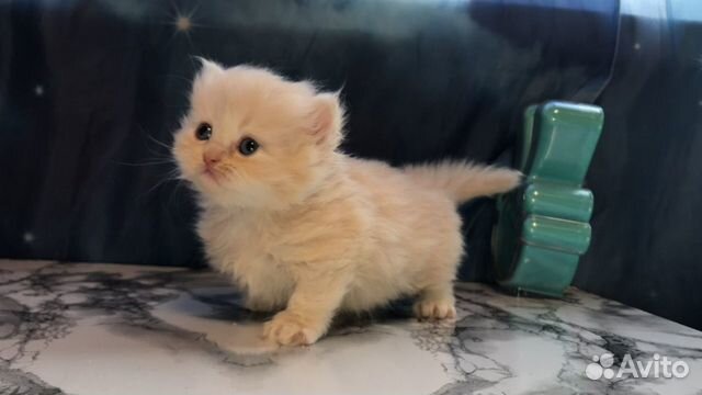 Котенок манчкин