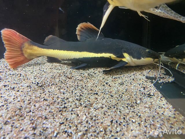 Краснохвостый сом