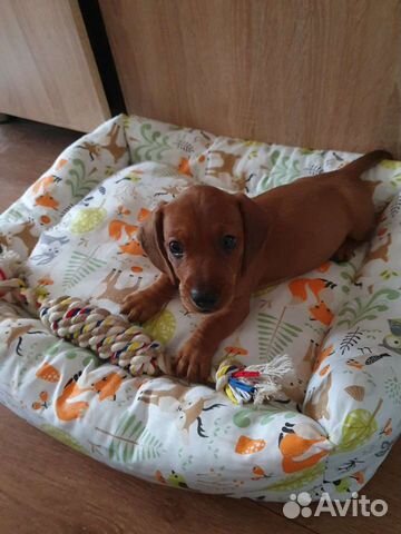 Такса в хорошие руки