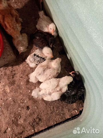 Цыплята несушки