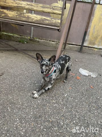 Кто потерял собаку Найдена собака