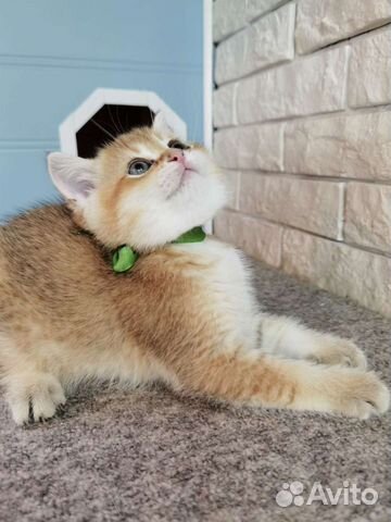 Британский золотой джентльмен