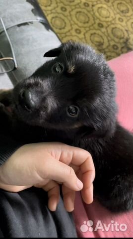 Щенки