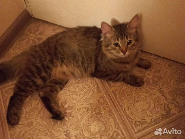 Случка кошки