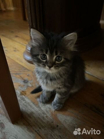 Котенок, девочка, 1.5 месяца, домашняя