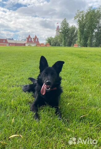 Собака немецкая овчарка Мани