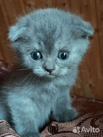 Шотландские котята