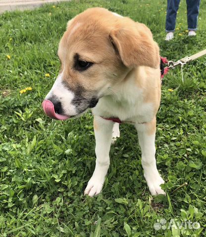 Кавказский волкодав