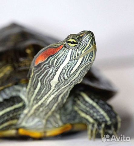 Черепашки красноухие
