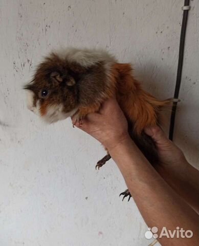 Морская свинка мальчик трёхцветный