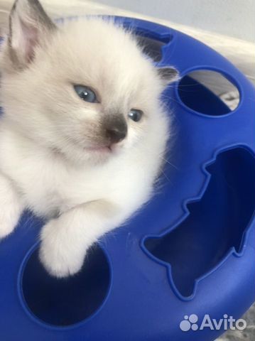 Котенок сиамский тайский
