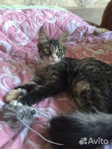 Котик 4 месяца мягкий животик в добрые руки