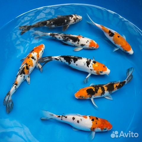 Карпы кои трехцветные