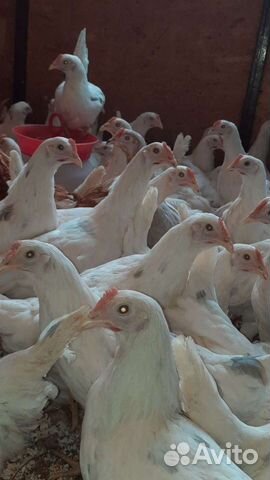 Куры молодки