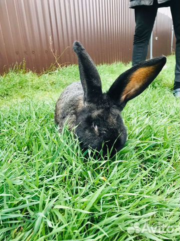 Крол великан