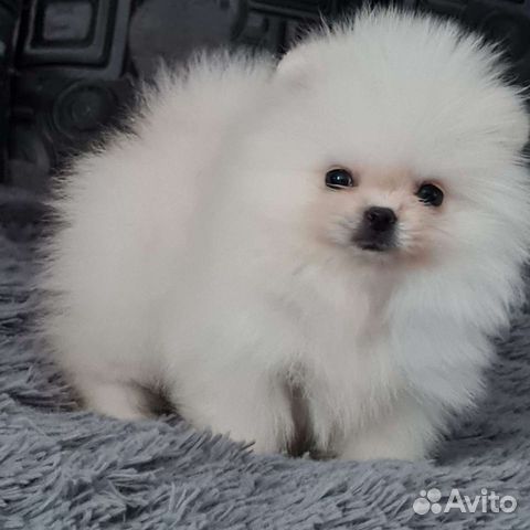 Шпиц мини девочка