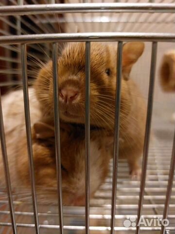 Дегу 2 мальчика и 4хэтажная клетка