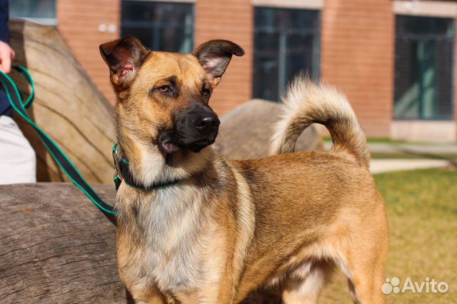 Собака (кабель) 3 года, Браун