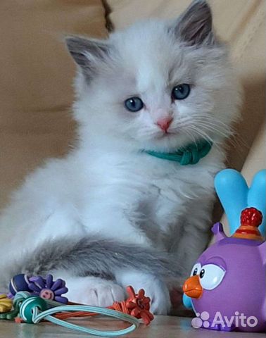 Регдолл котик и кошечка