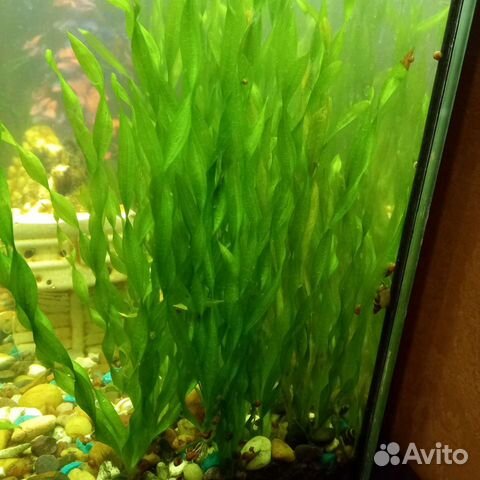 Валлиснерия спиральная