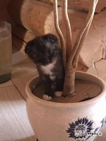 Продам котенка мальчика