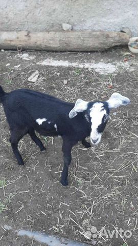 Коза нубийская