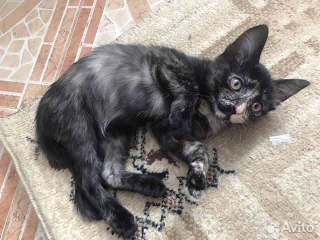 Котенок девочка