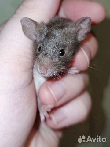 Мыши мальчики